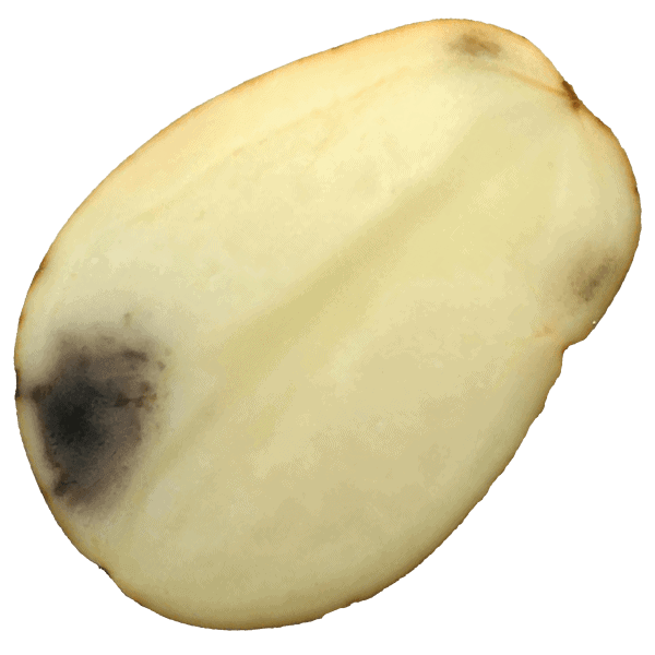 The Potato Quality Storage Guide from Martin Lishman Ltd