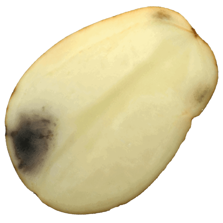 The Potato Quality Storage Guide from Martin Lishman Ltd