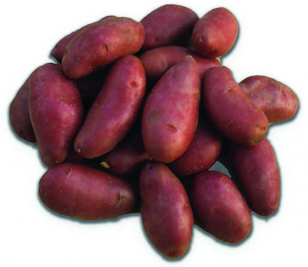 Glucolis Potato Sugar Testing – Martin Lishman Ltd